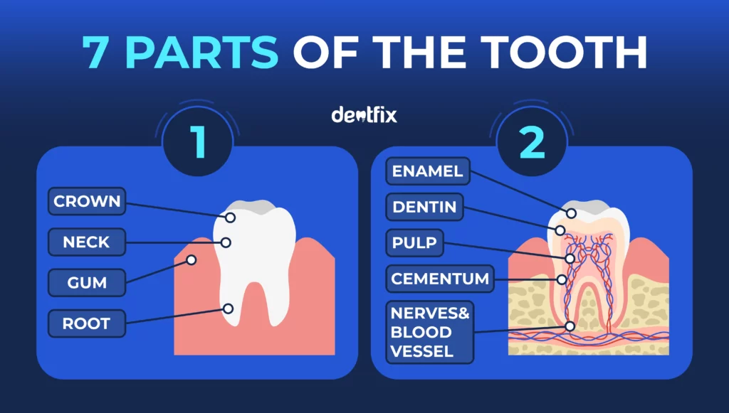 Parts of Tooth: Types, Roles, and Some Fun Facts - Dentfix